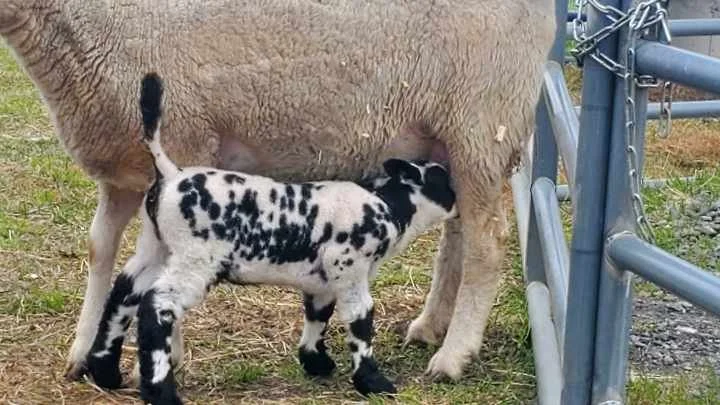 Dutch Spotted Sheep Society US