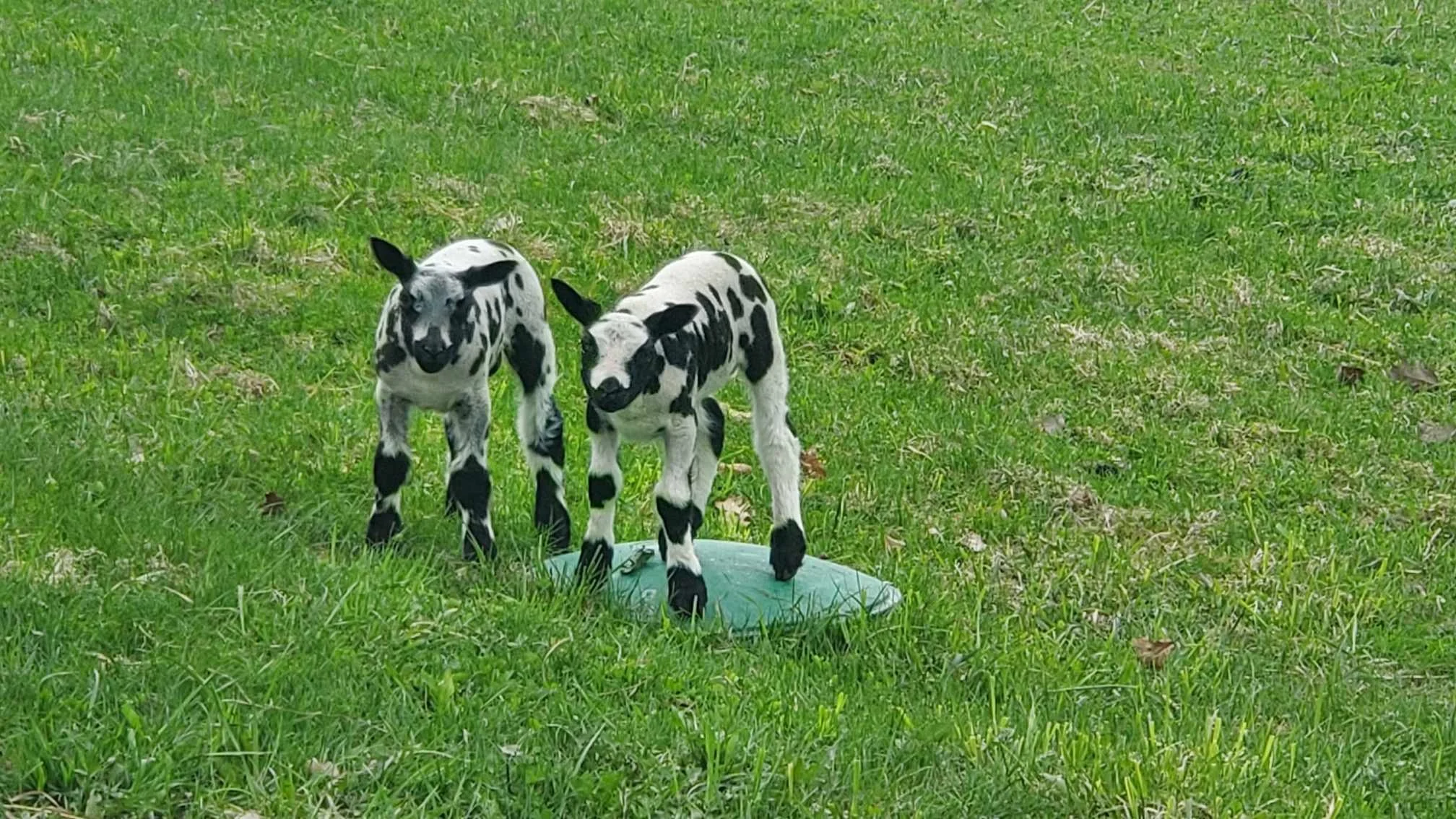 Dutch Spotted Sheep Society US