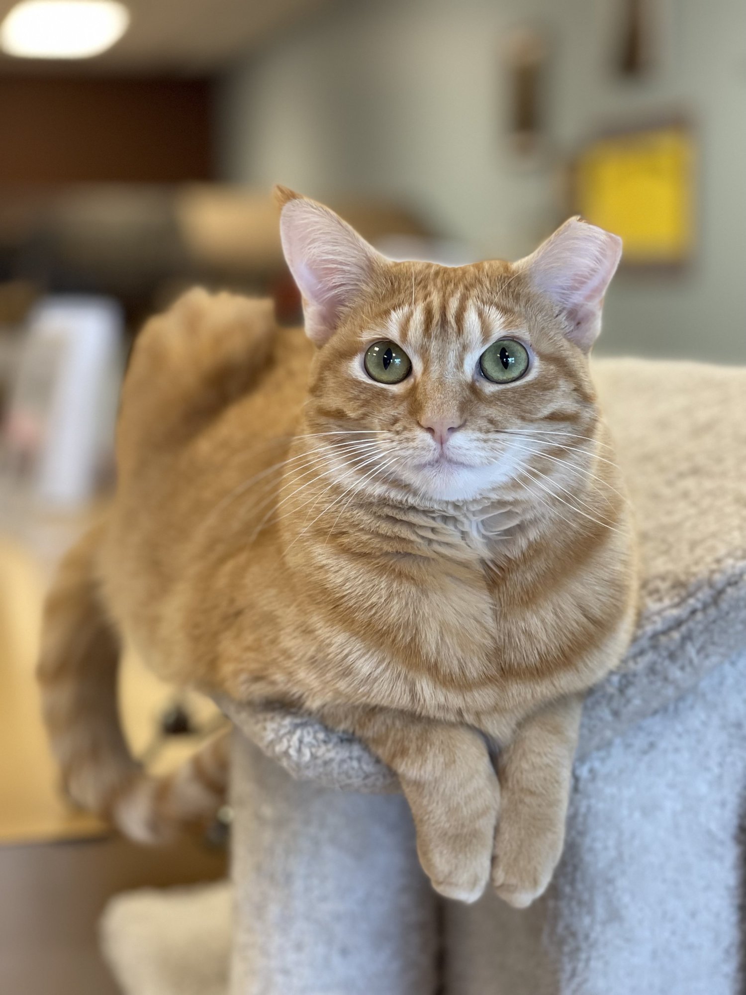 Meet the Cats — Partners for Pets