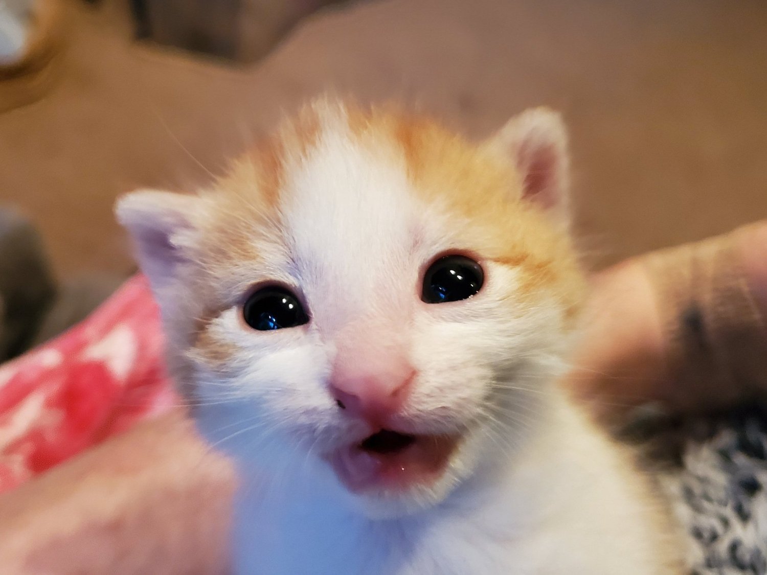 Partners for Pets | Find Your Feline Friend Today