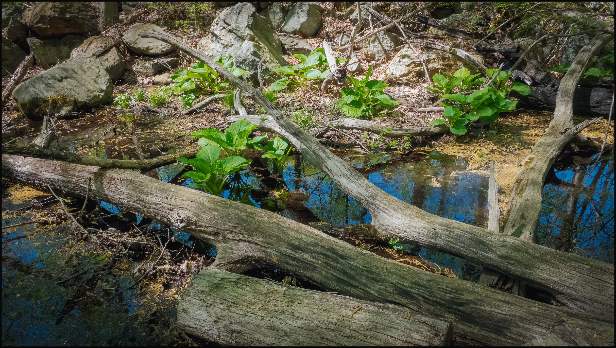 Howard Dale Photography