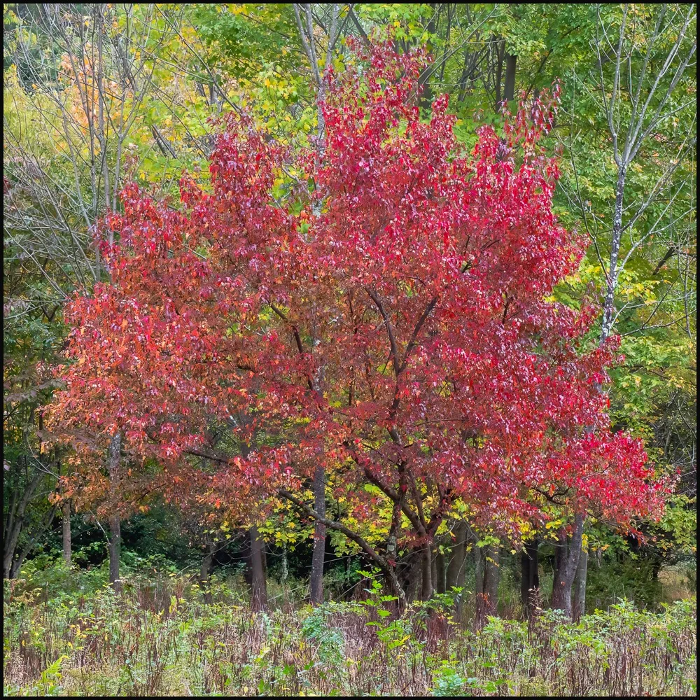 Fall Colors — Howard Dale Photography