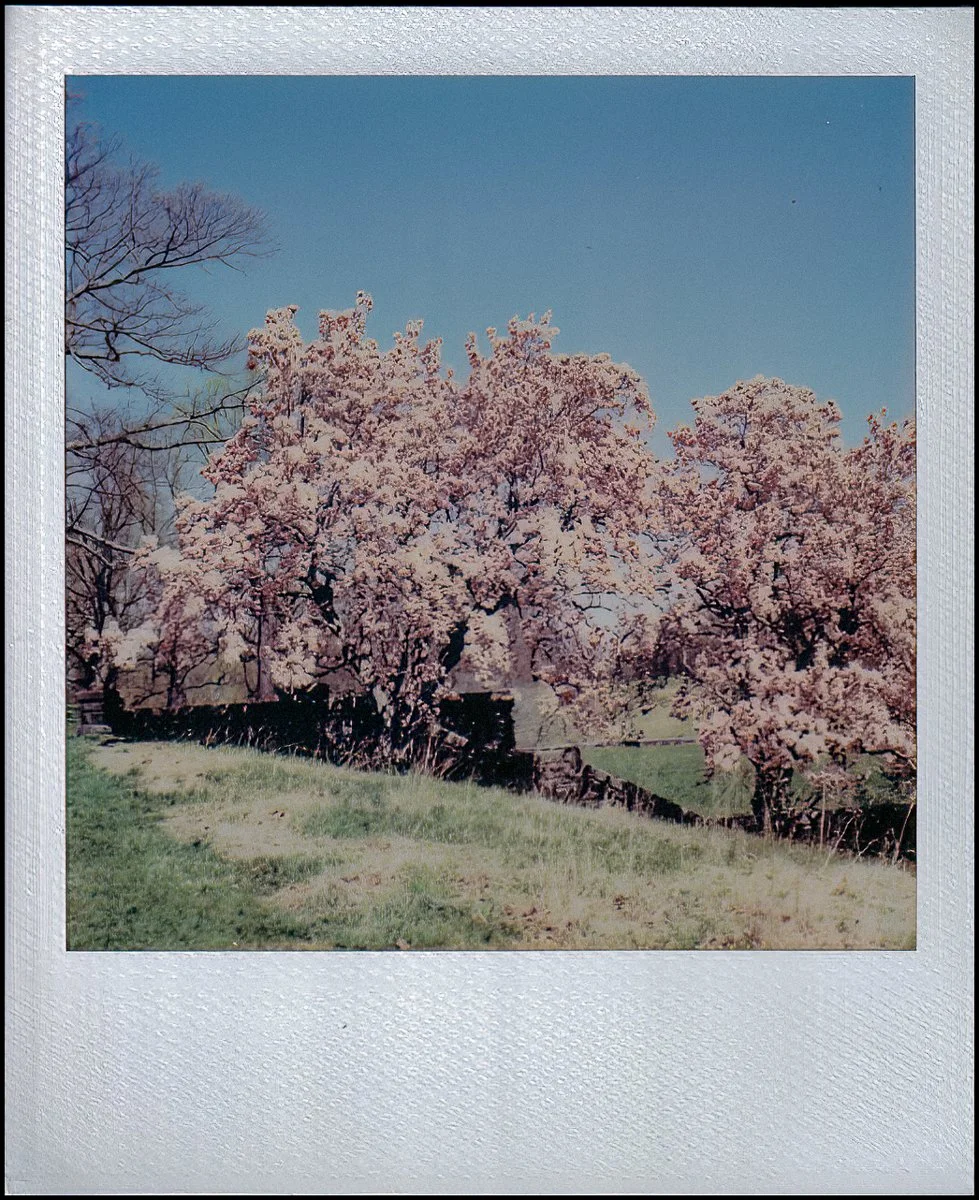 Polaroid I2 — Howard Dale Photography