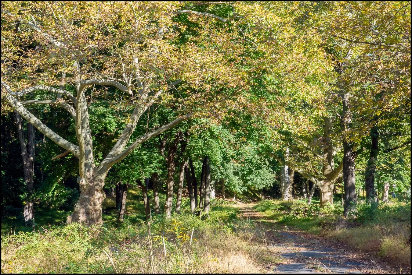 A walk in the woods — Howard Dale Photography
