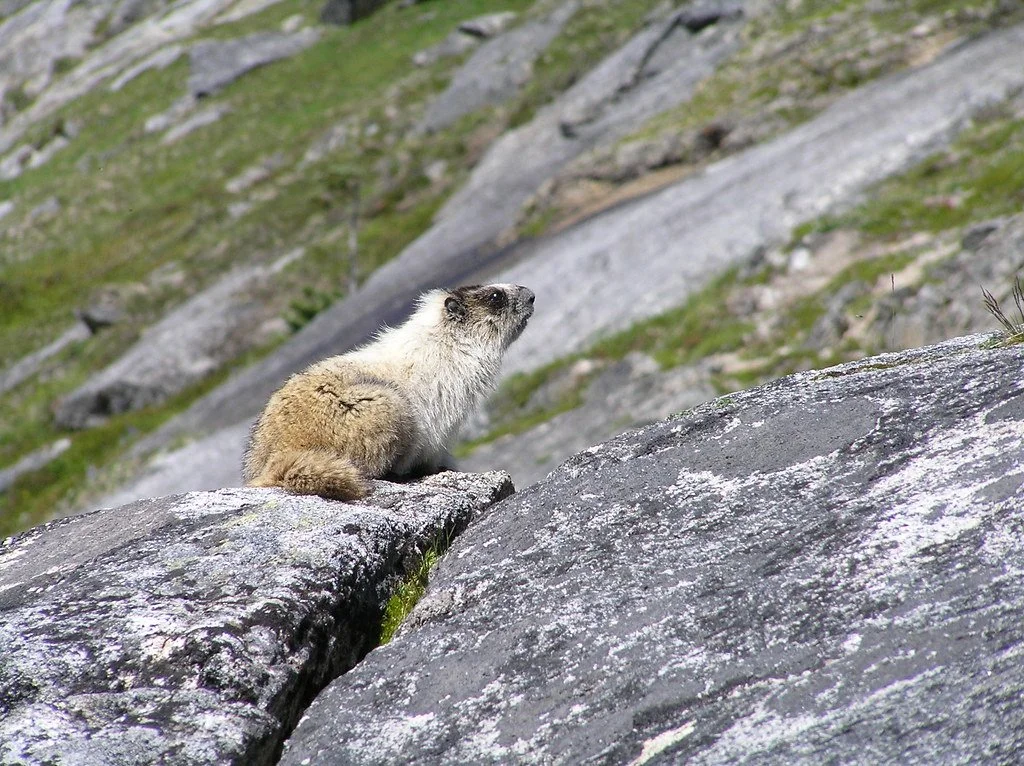 Drive About Car Rental