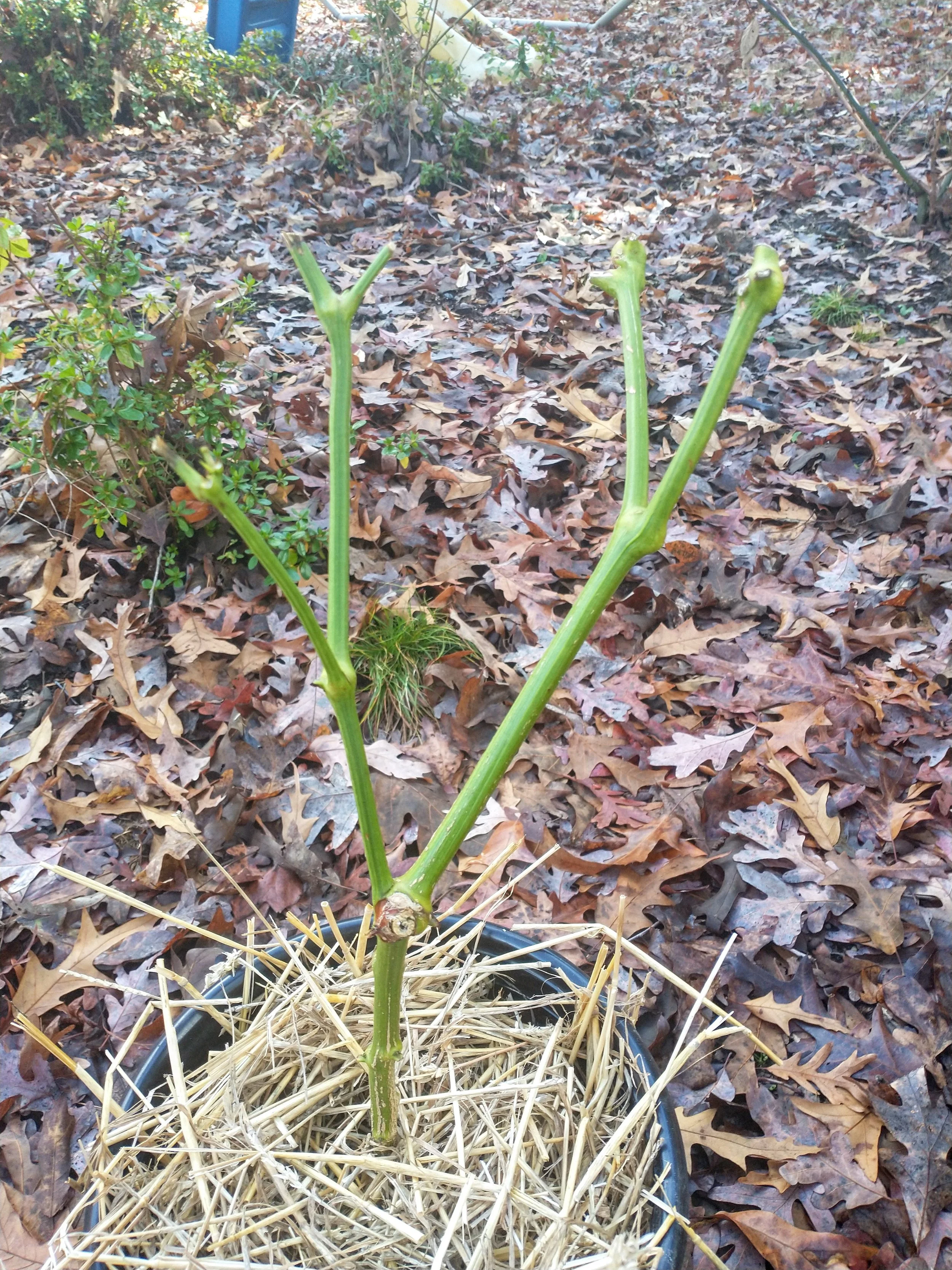 Overwintering Pepper Plants: A Short Guide — Victory Gardens
