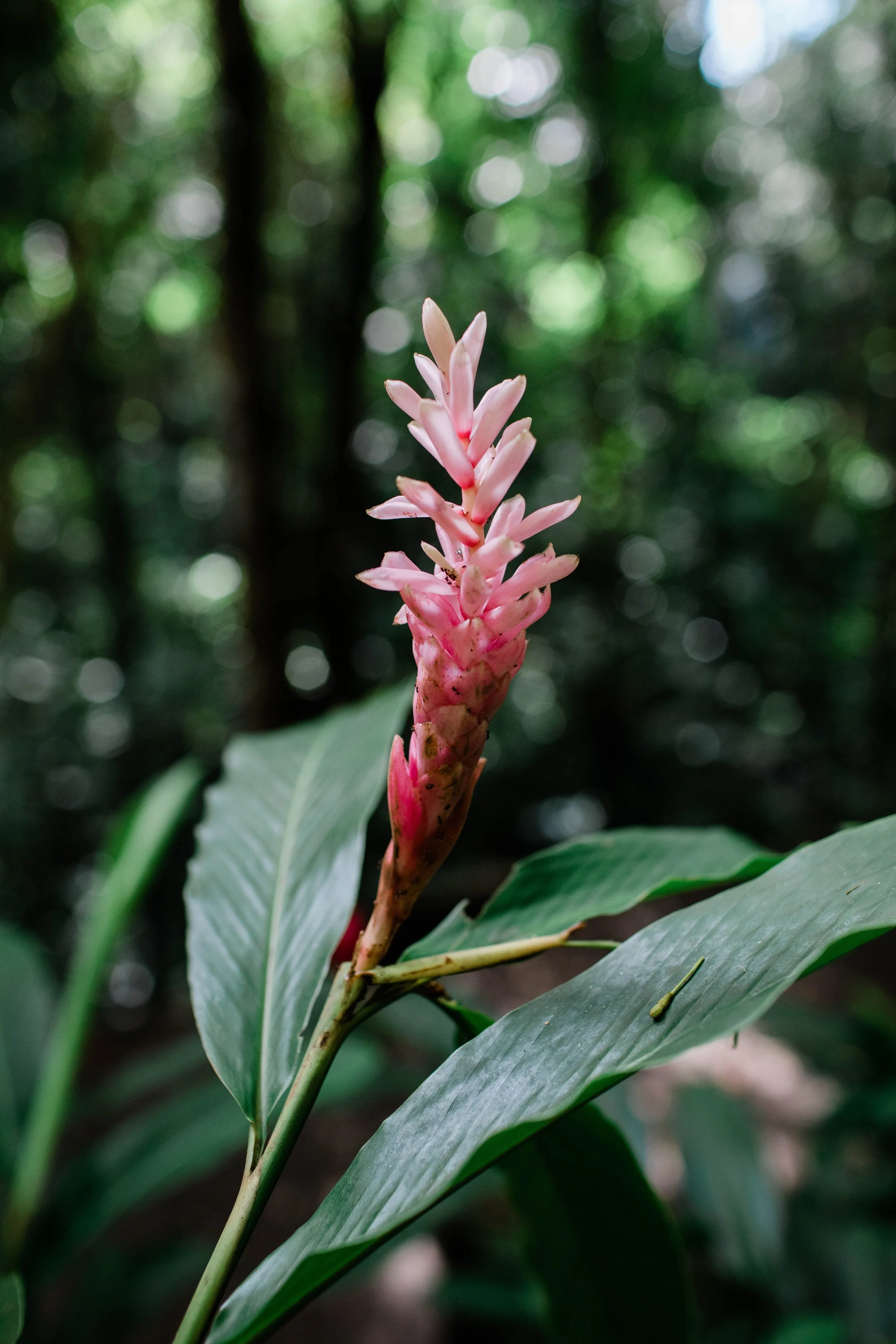 Small Business Owner's Retreat in Costa Rica — LifeSpring Counseling ...