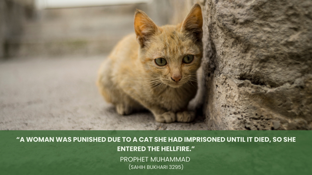 What do the Ahadith say about Animal Rights? — Green Islam