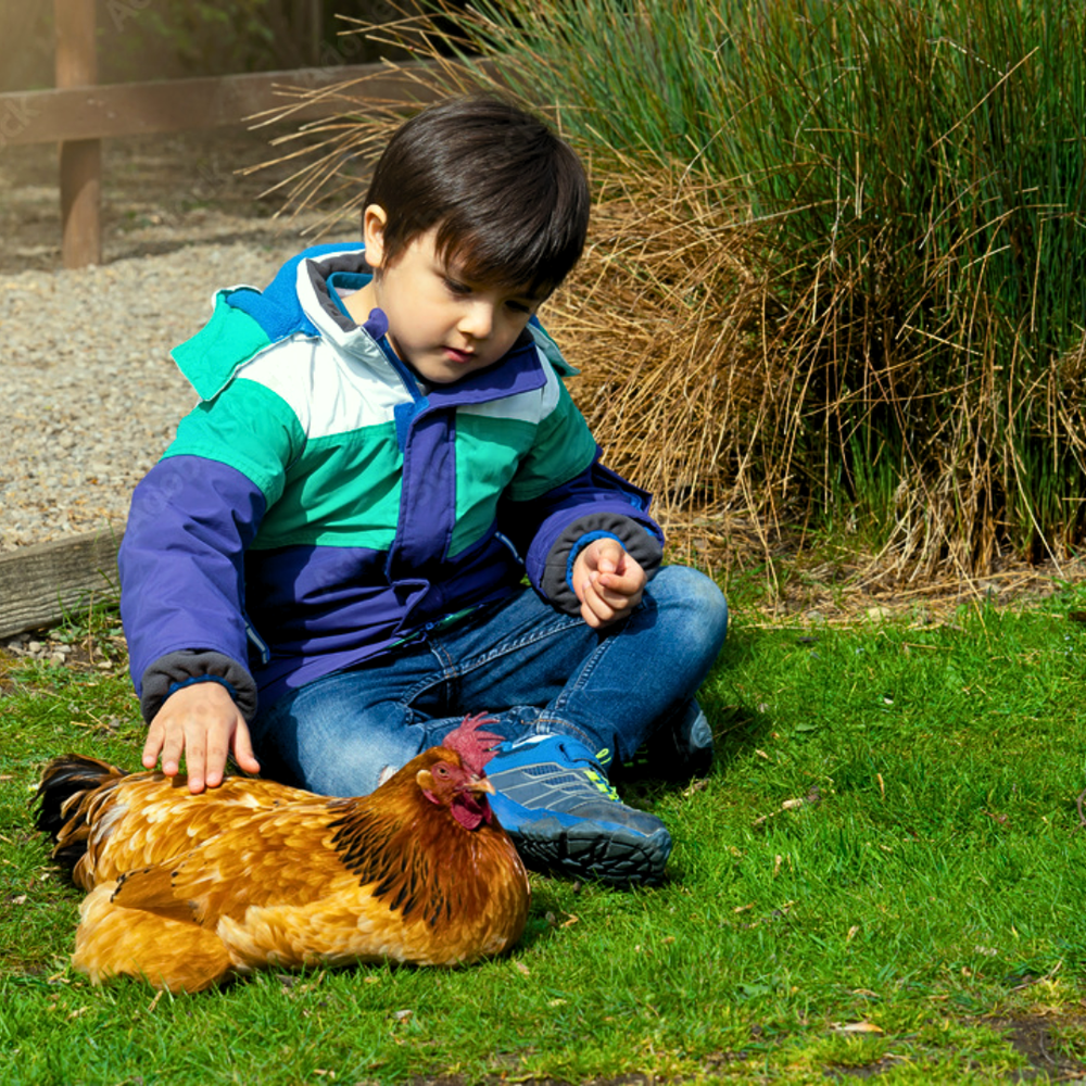 Are animals made for humans in Islam? Here's what the religion really ...
