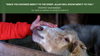 What do the Ahadith say about Animal Rights? — Green Islam