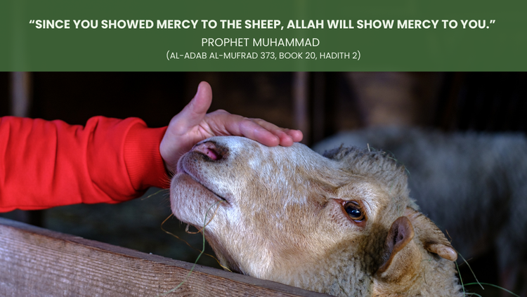 What do the Ahadith say about Animal Rights? — Green Islam