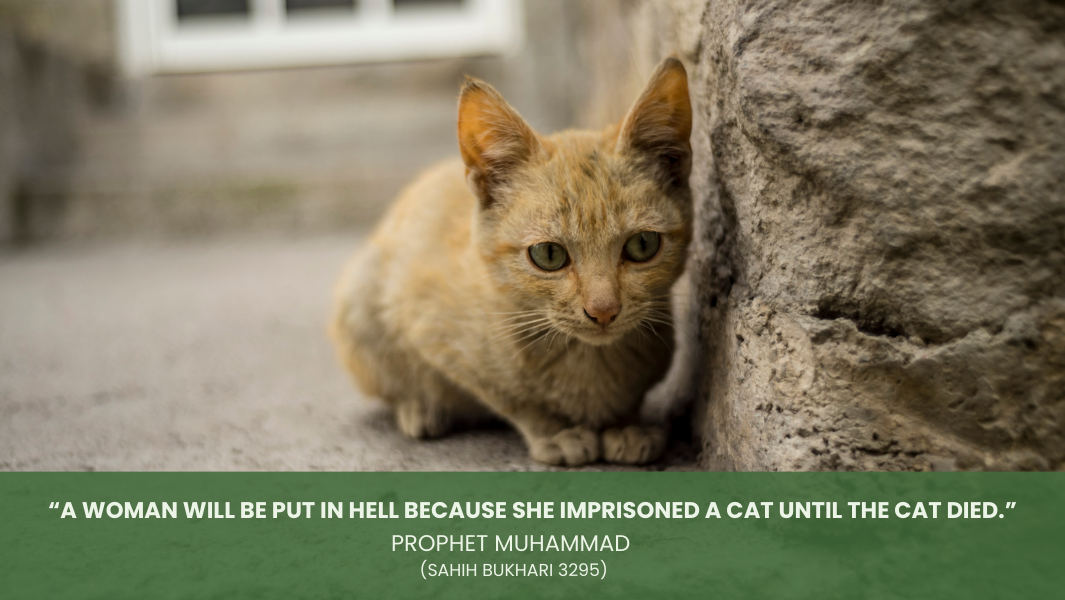 What are animal rights in Islam? — Green Islam