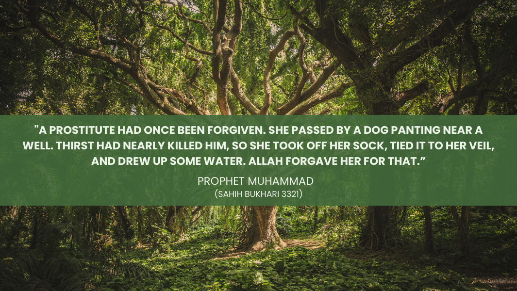 What are animal rights in Islam? — Green Islam