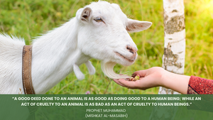 What do the Ahadith say about Animal Rights? — Green Islam