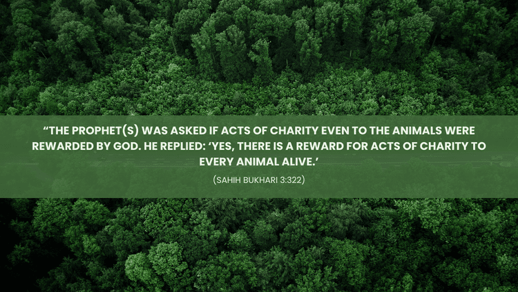 What do the Ahadith say about Animal Rights? — Green Islam