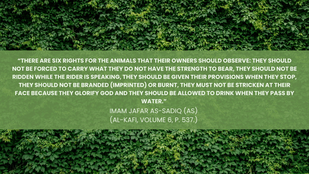 What are animal rights in Islam? — Green Islam