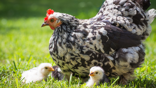 What do the Ahadith say about Animal Rights? — Green Islam