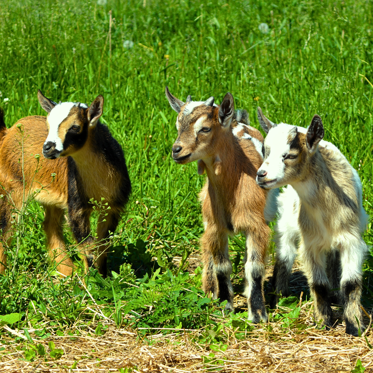Are animals made for humans in Islam? Here's what the religion really ...