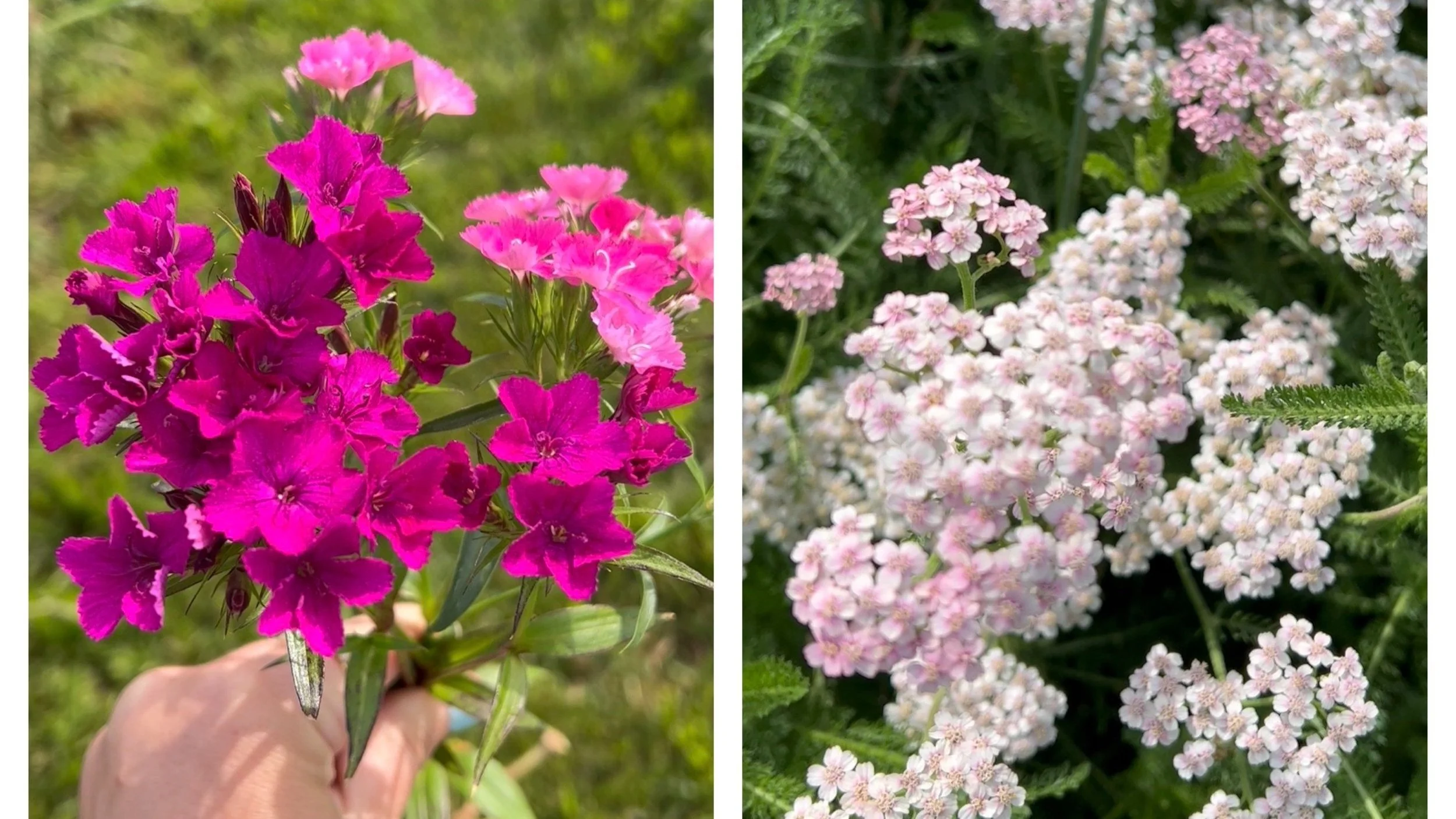 5 Ingredients for the Fail-proof Floral Arrangement — Aurora Flora