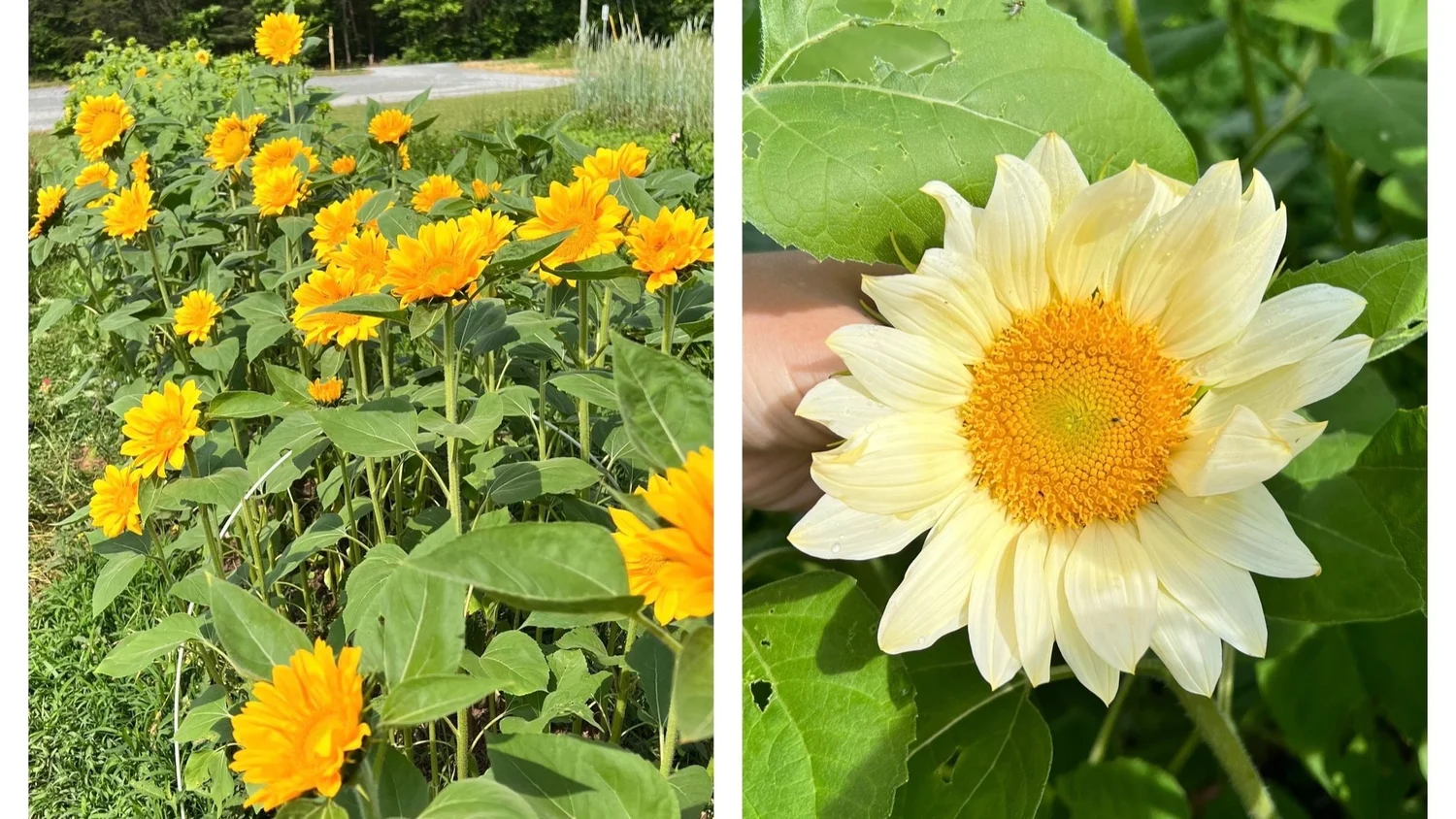 5 Ingredients for the Fail-proof Floral Arrangement — Aurora Flora
