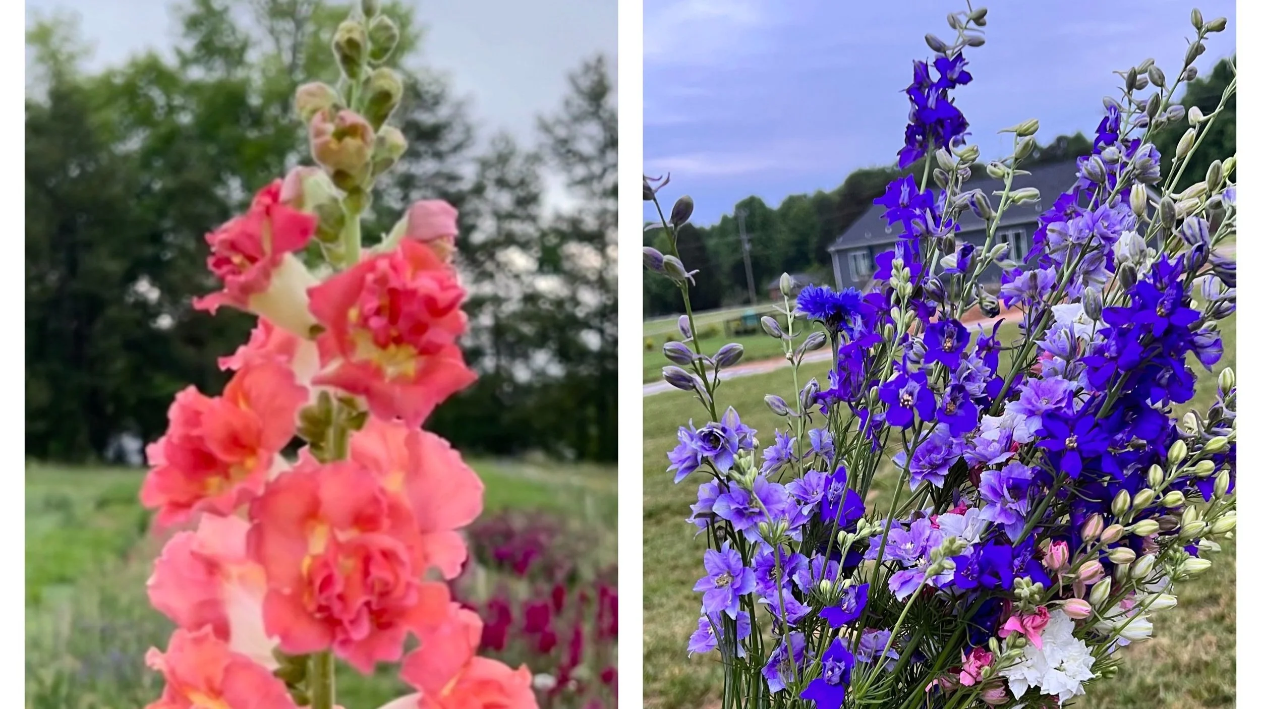 5 Ingredients for the Fail-proof Floral Arrangement — Aurora Flora