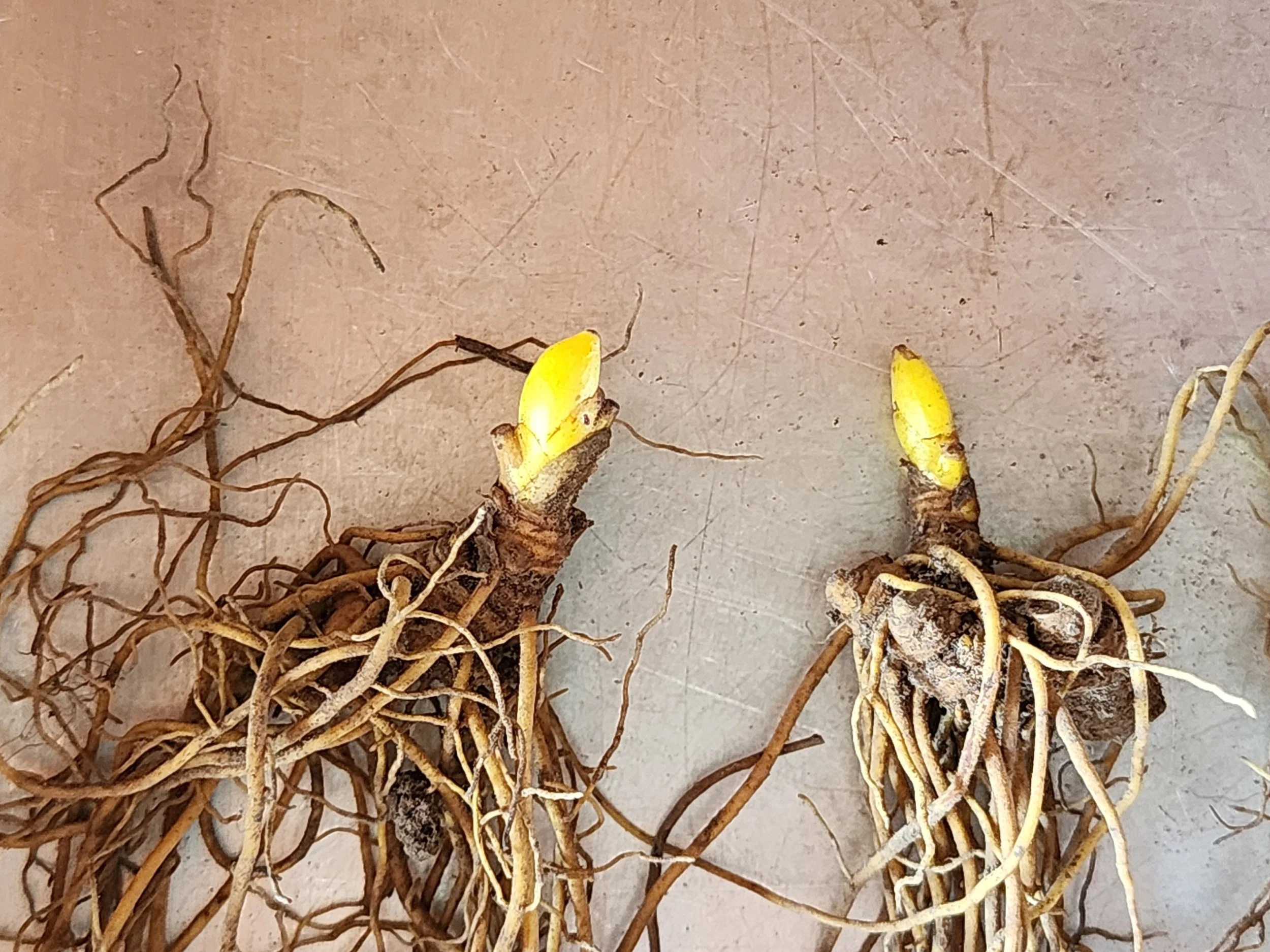 Hydrastis canadensis, Golden seal — Bumble Roots Herbal