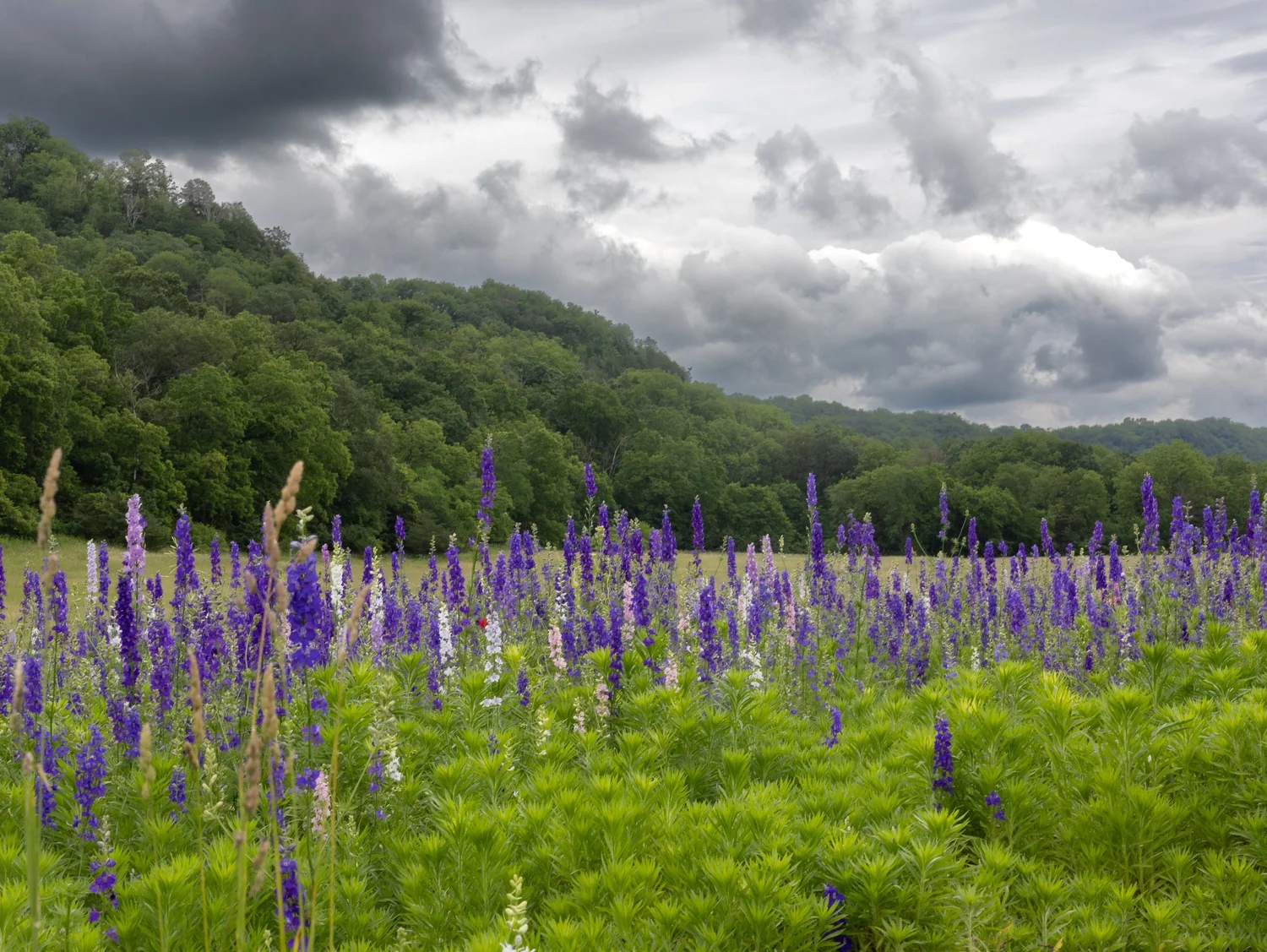 Lavender Bluff Farm