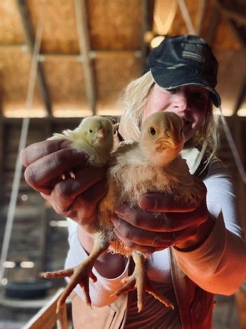 How to Get FREE Meat Chicks (Homestead Money Saving Tips) — Intentional ...