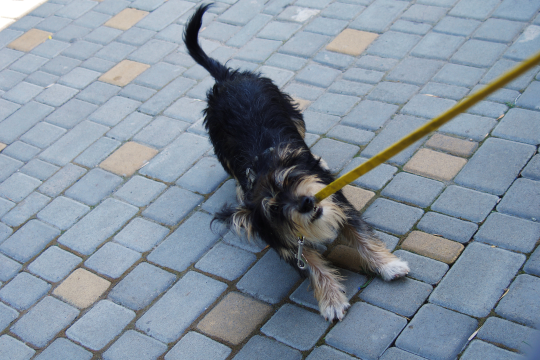 How to Train a Stubborn Dog - Kindred Dog PDX — Kindred Dog PDX