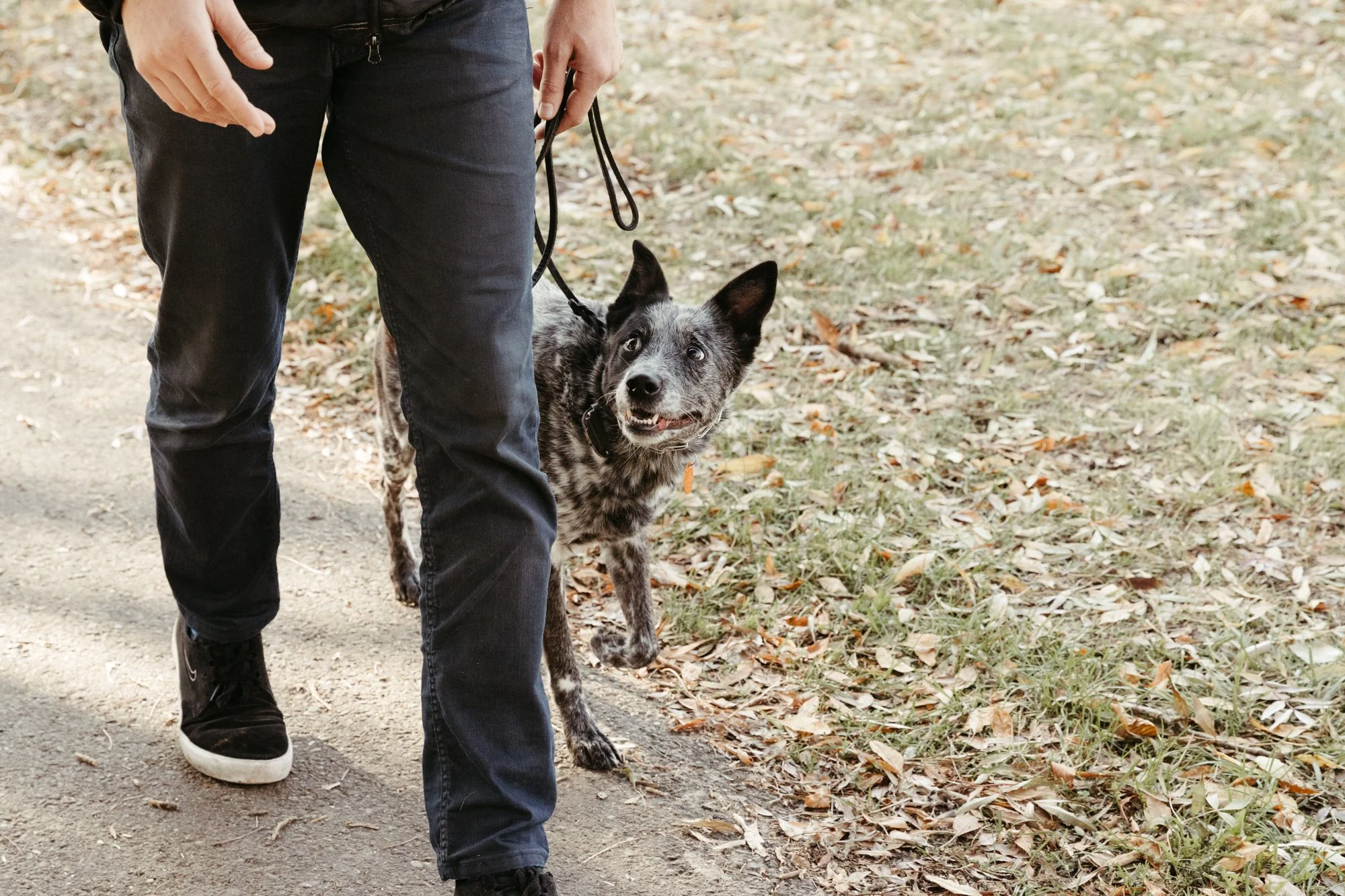 Dog Training Portland Kindred Dog PDX