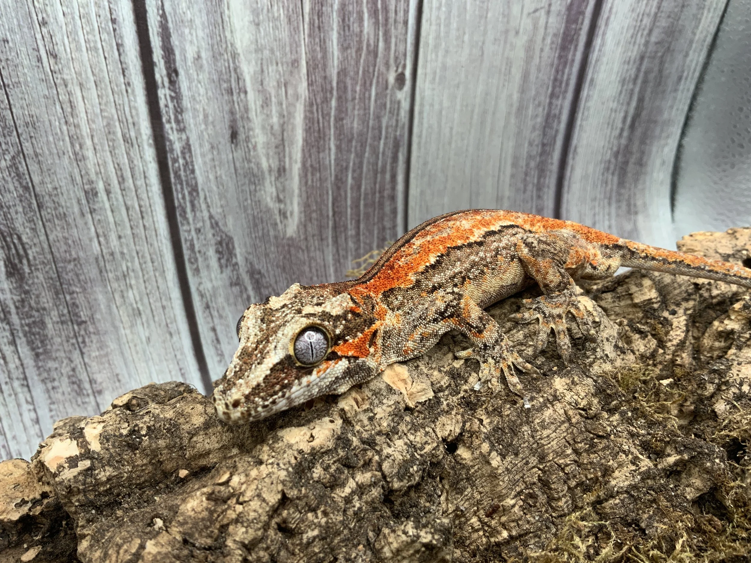Gecko Growing Pains: A Guide to Upgrading Gargoyle Gecko Enclosures ...