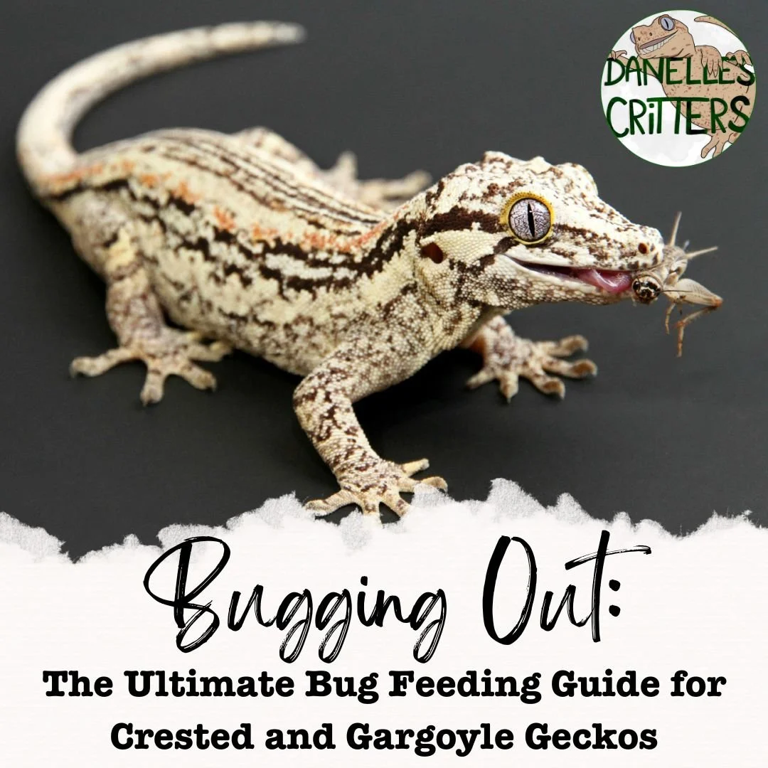 Bugging Out: The Ultimate Bug Feeding Guide for Crested and Gargoyle ...