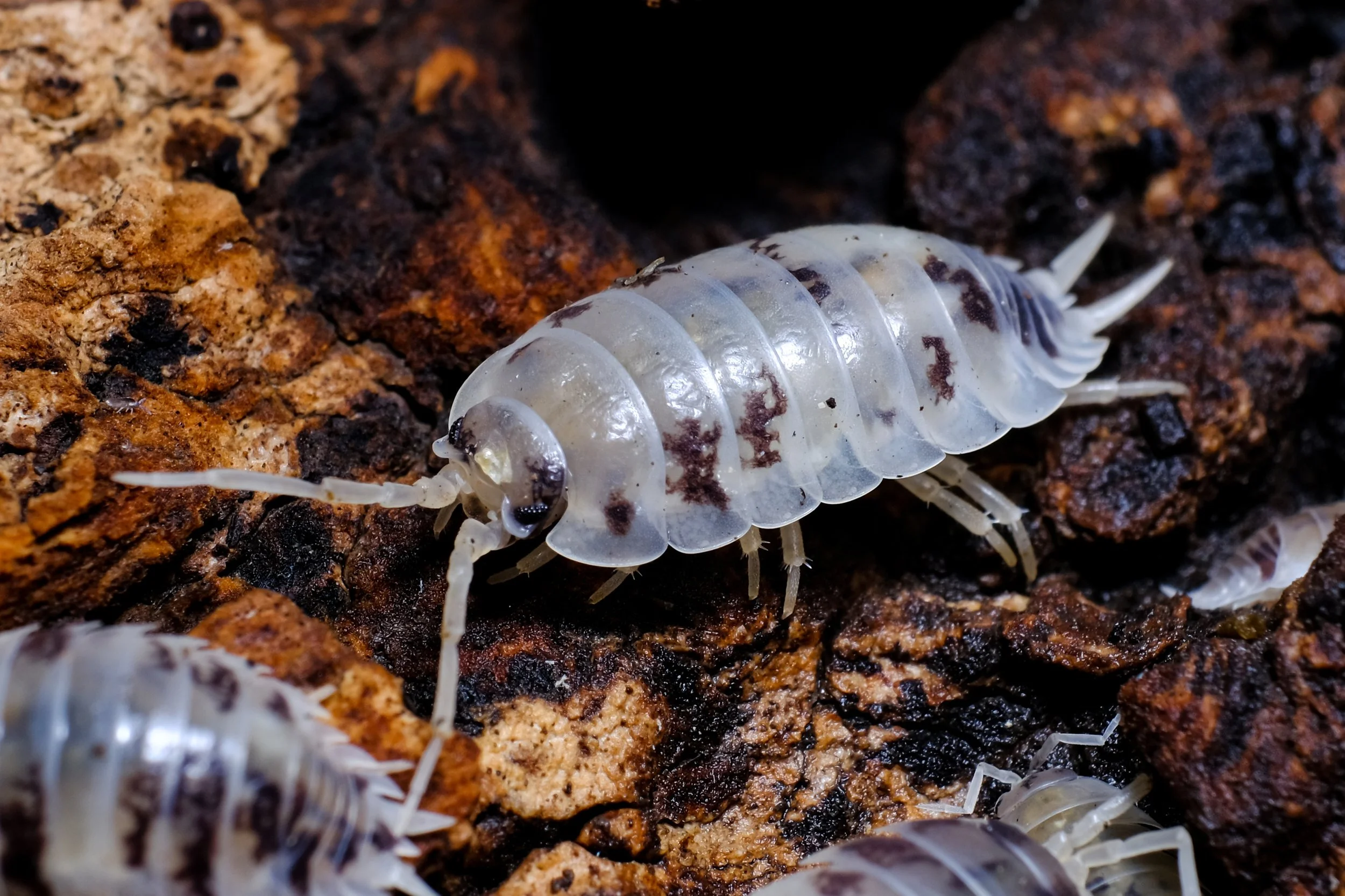 Meet the Crew: Beginner Isopods for Your Bioactive Terrarium — Danelle's Critters