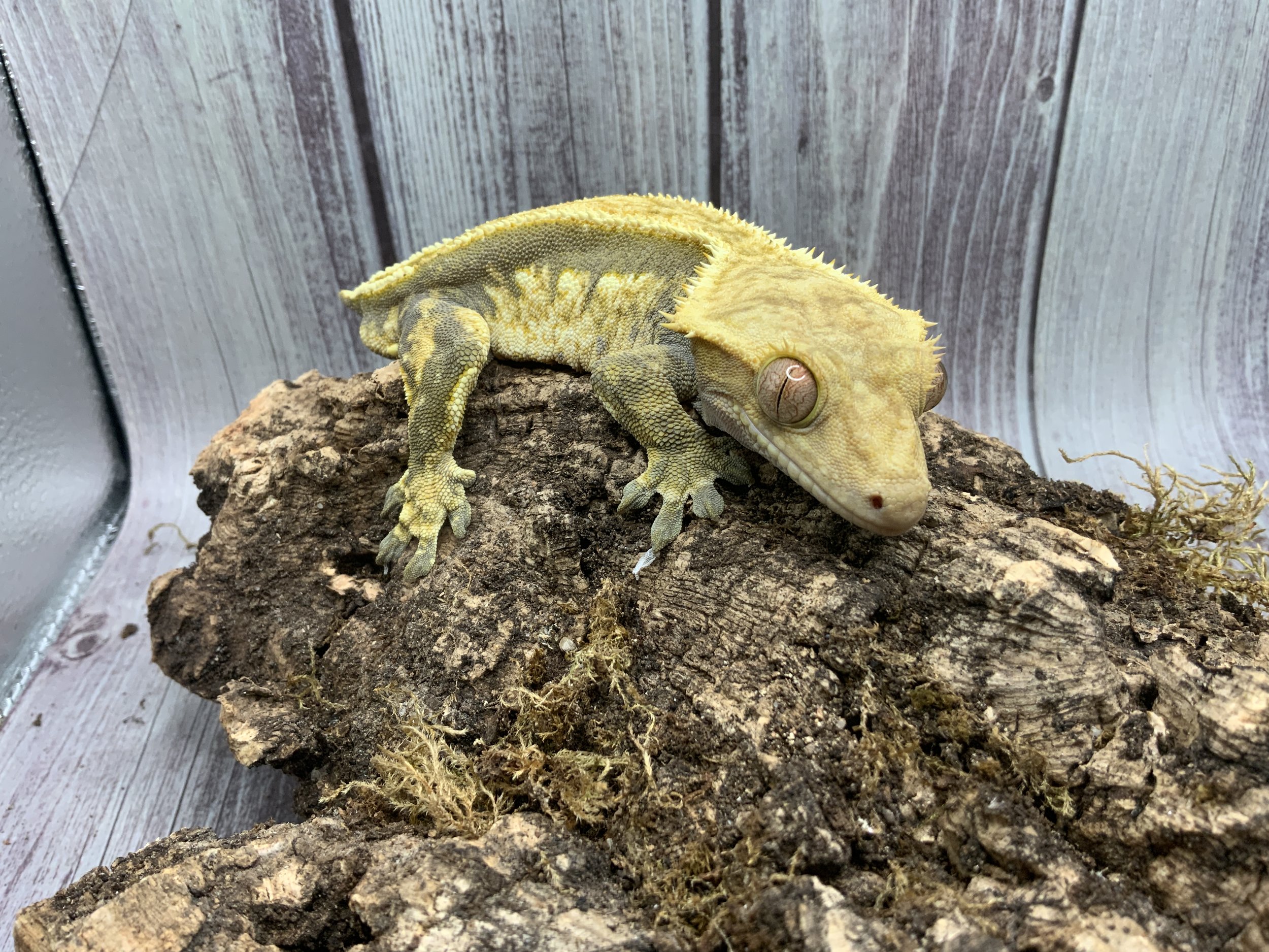 Understanding Gecko Growth: What to Expect with Your Gargoyle or ...