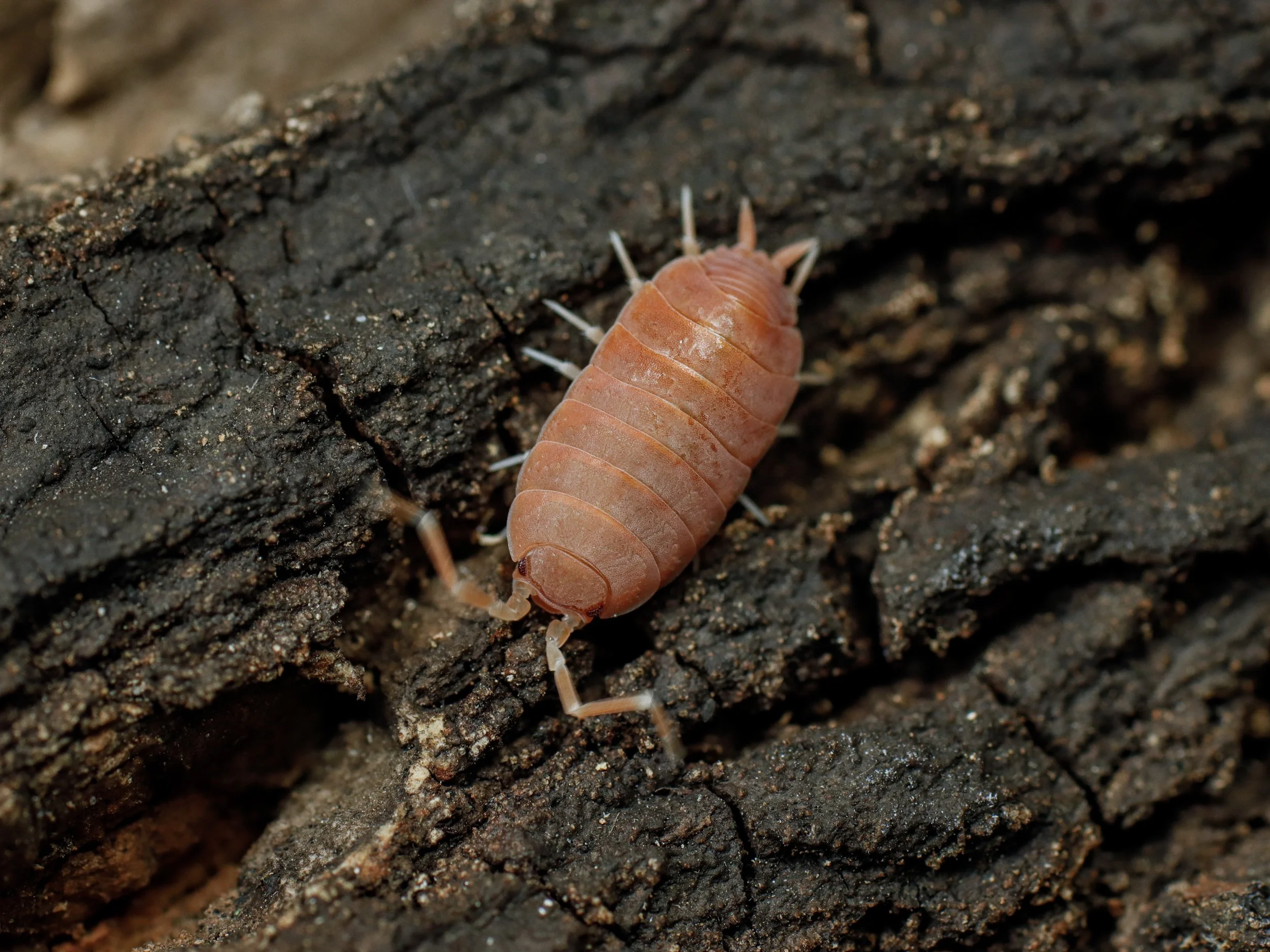 Meet the Crew: Beginner Isopods for Your Bioactive Terrarium — Danelle ...