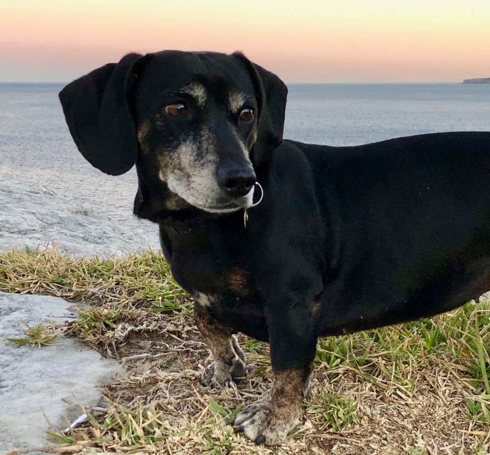 Scarlett — BONDI OBSERVER