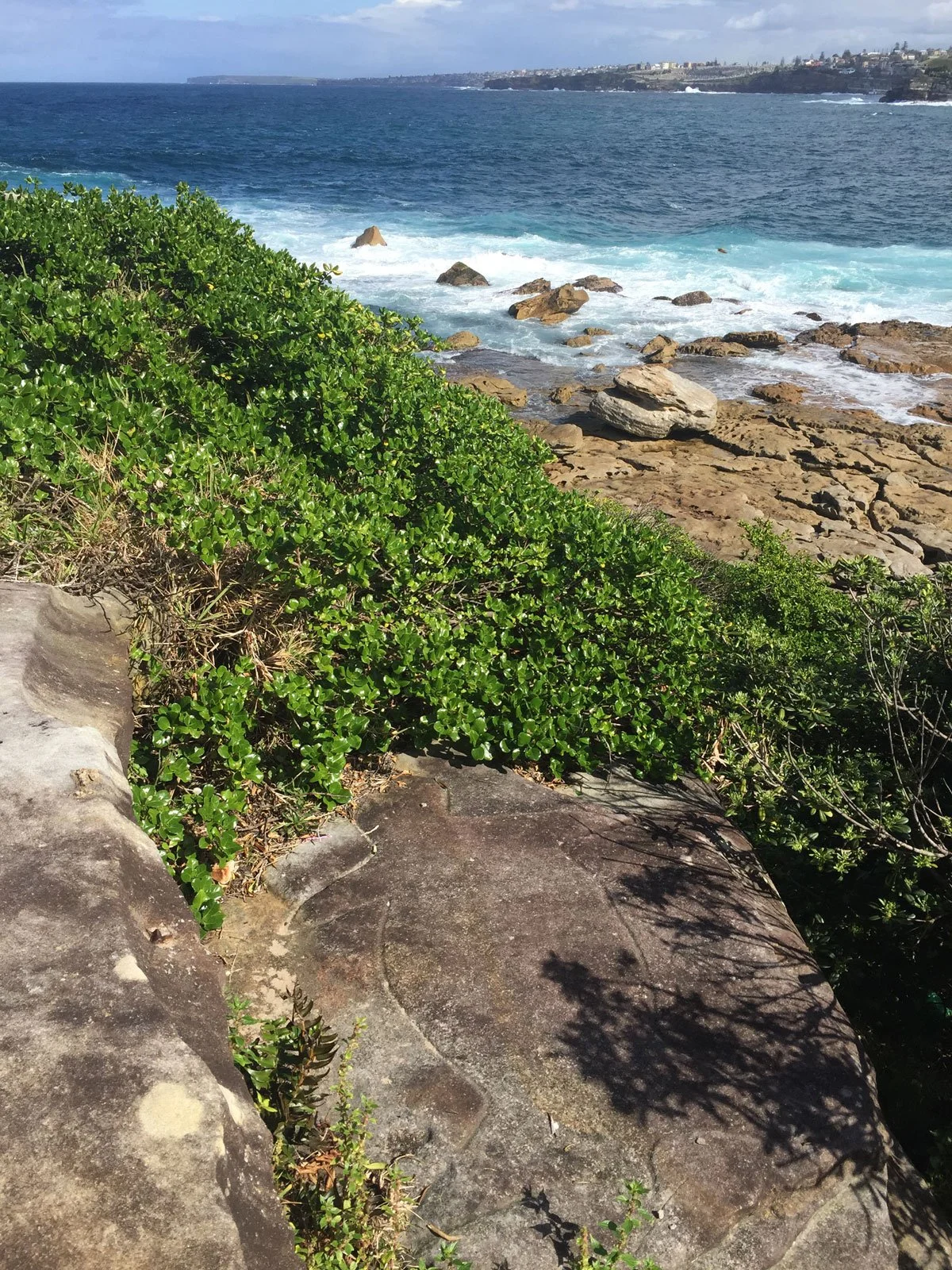 Aboriginal Presence in Bondi — BONDI OBSERVER