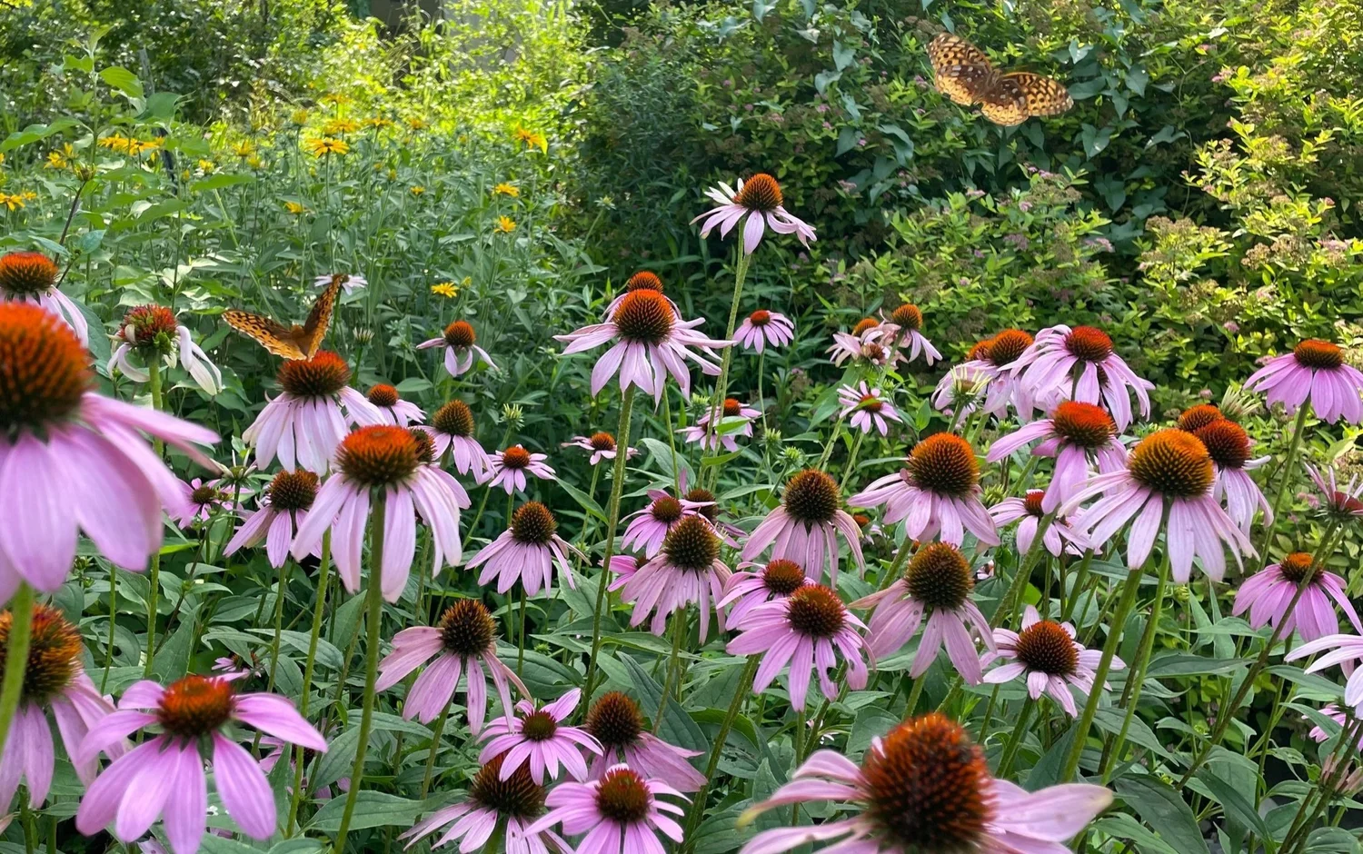 Matthew Strother Center for The Examined Life