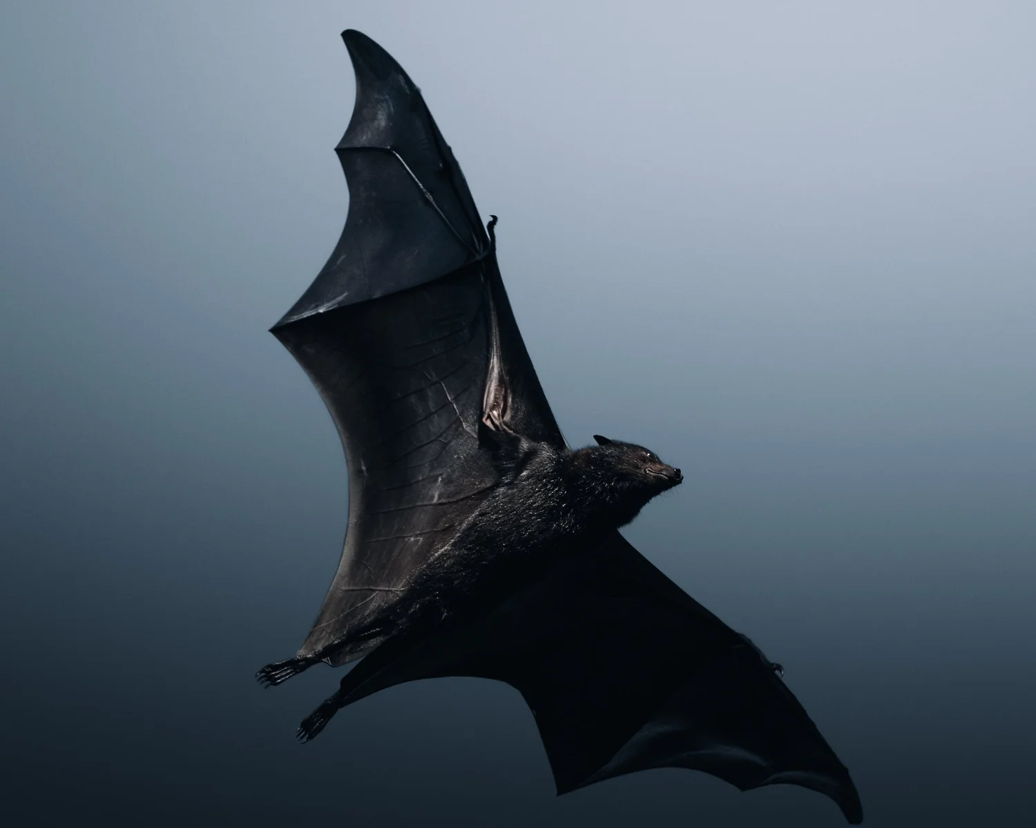 FINE ART BY CHRISTINE WARD