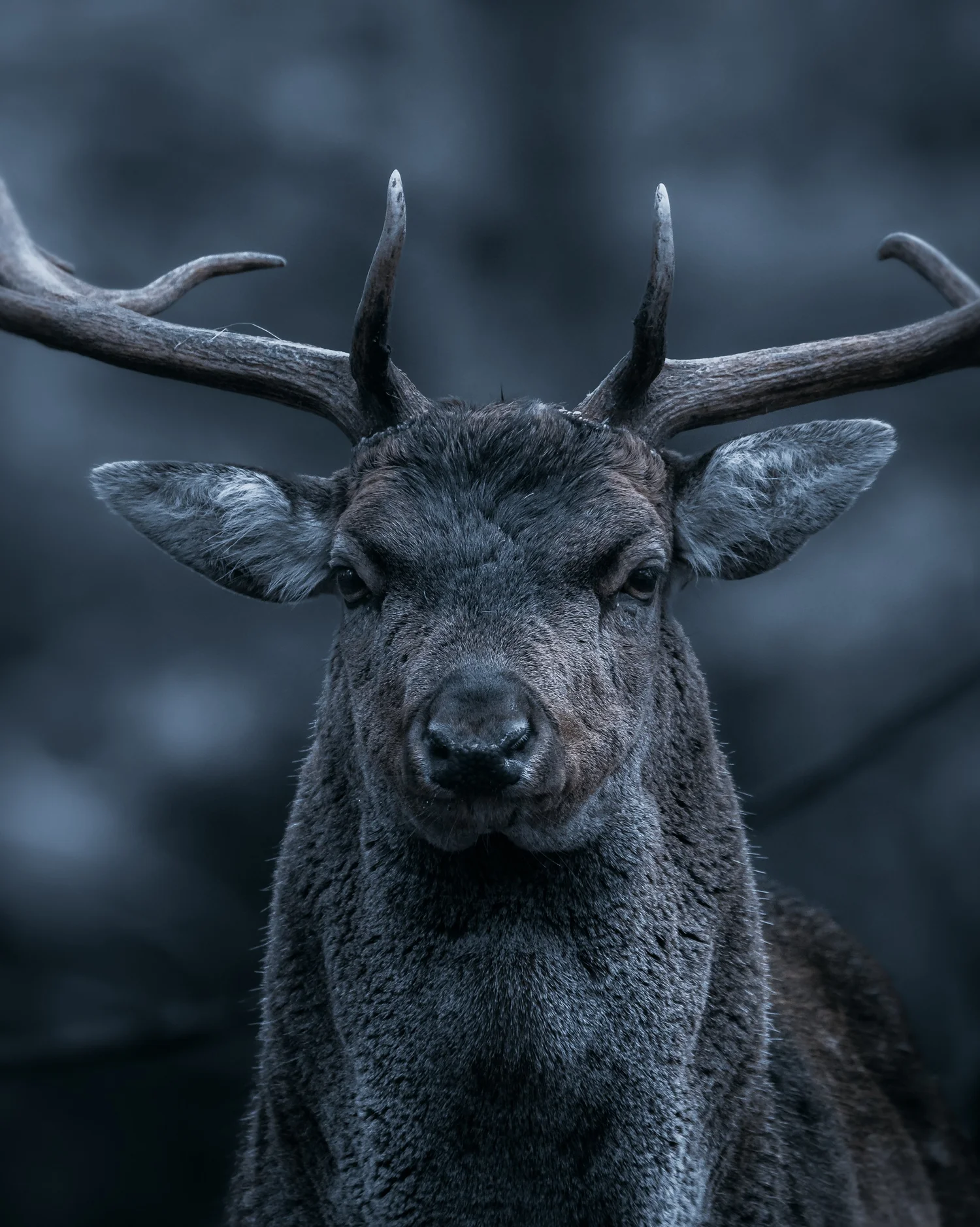 FINE ART BY CHRISTINE WARD