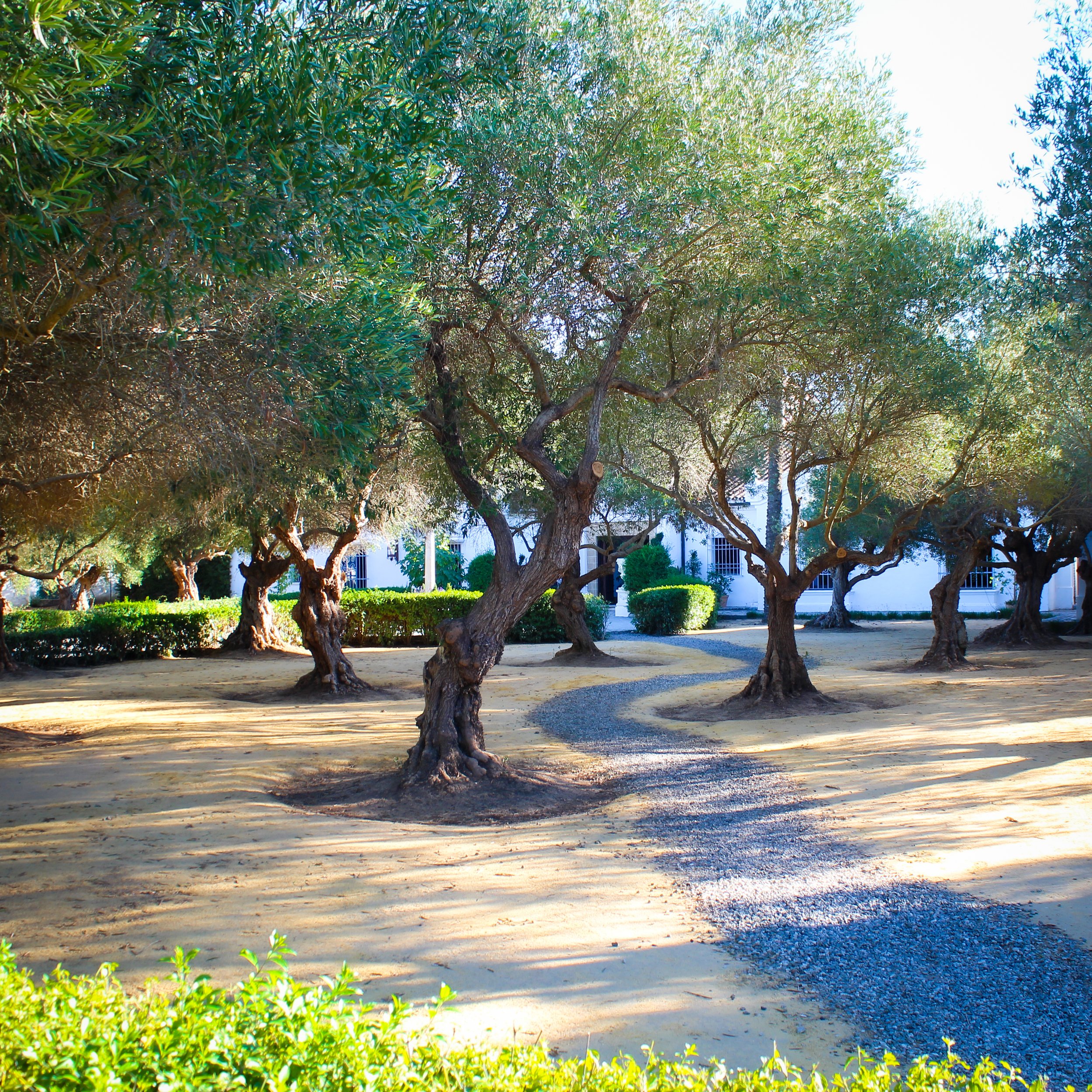 Pre & Post Wedding — Finca Monasterio