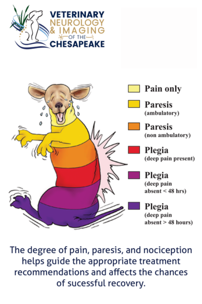 IVDD in Dogs: Prognosis Based on Clinical Signs — vetneurochesapeake