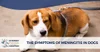 THE SYMPTOMS OF MENINGITIS IN DOGS — vetneurochesapeake