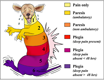 Emergency Care And Support for Sudden Dog Paralysis - VNIoC ...