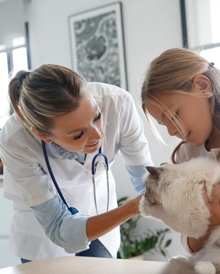 Neurology Consults — vetneurochesapeake