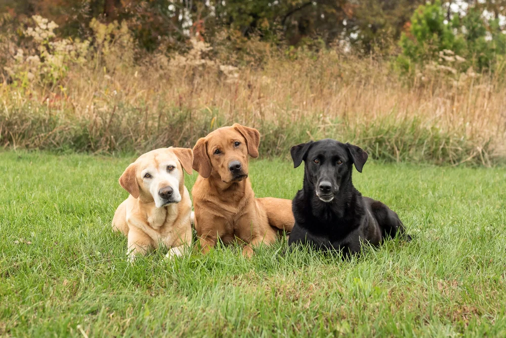 BAER Testing — vetneurochesapeake