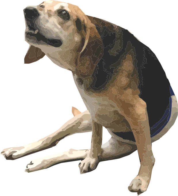 IVDD in Dogs: Prognosis Based on Clinical Signs — vetneurochesapeake