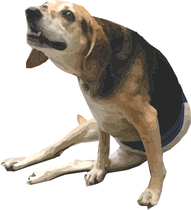 IVDD in Dogs: Prognosis Based on Clinical Signs — vetneurochesapeake