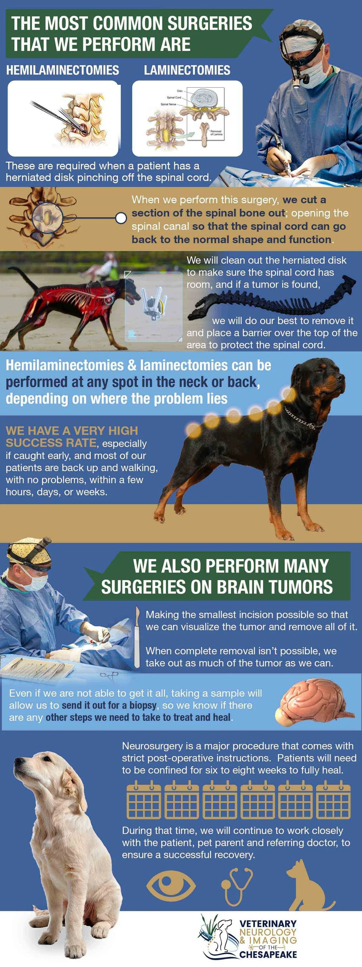 Neurosurgery — vetneurochesapeake