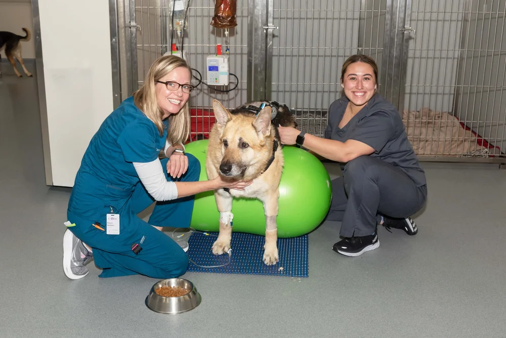 How to Express Your Pet's Bladder — vetneurochesapeake